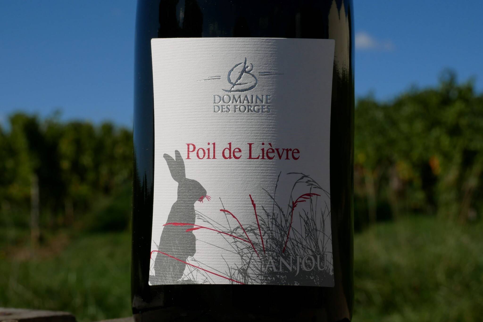 "Poil de Lièvre" Anjou Rouge - Domaine des Forges