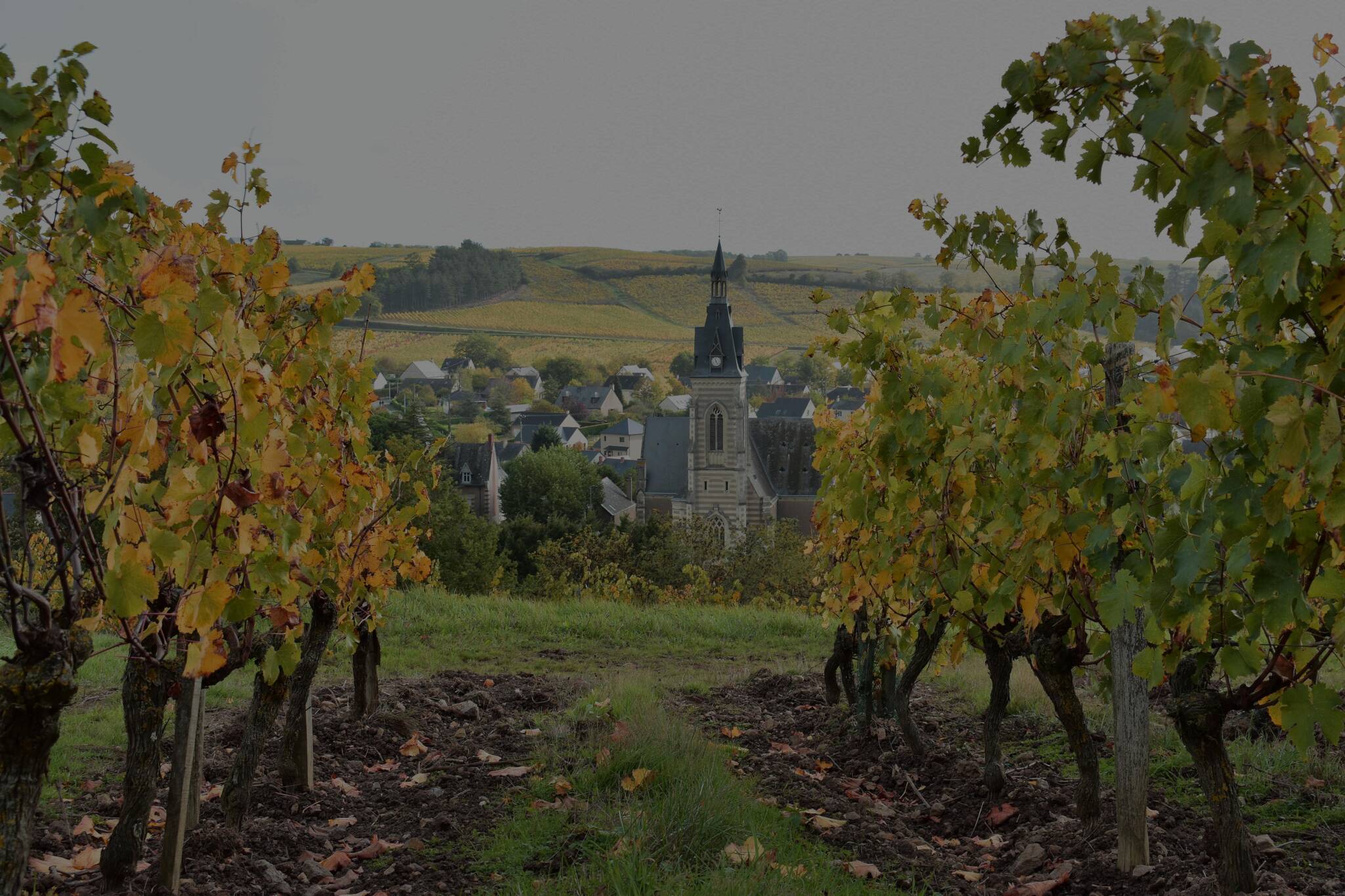 Accueil - Domaine des Forges