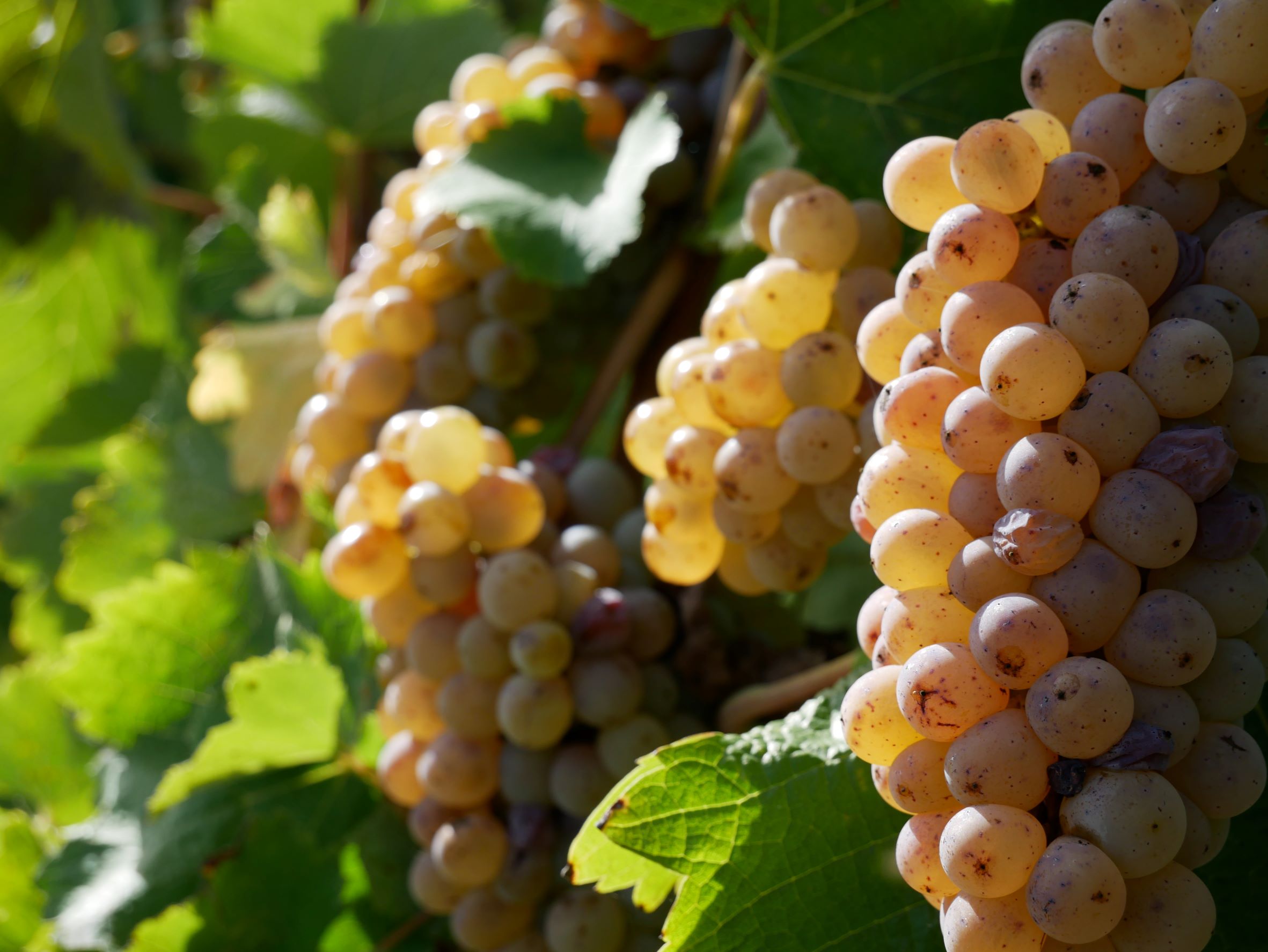 Accueil - Domaine des Forges